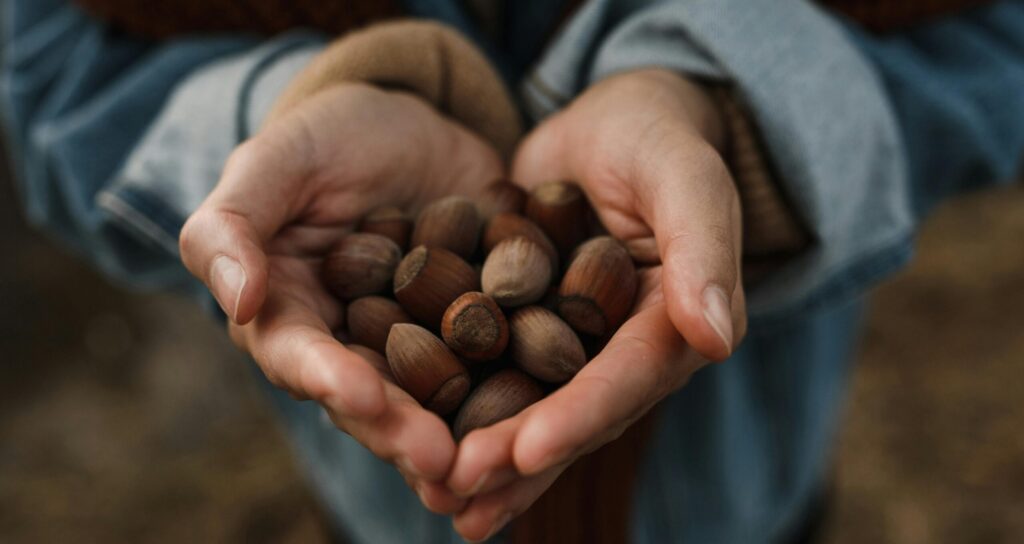 Macadamia Nut Farm Tour in Guatemala – A Must-Do Experience
